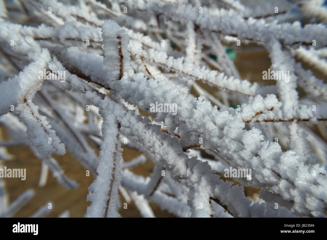 Tree branches covered with a layer of frost Stock Photo - Alamy