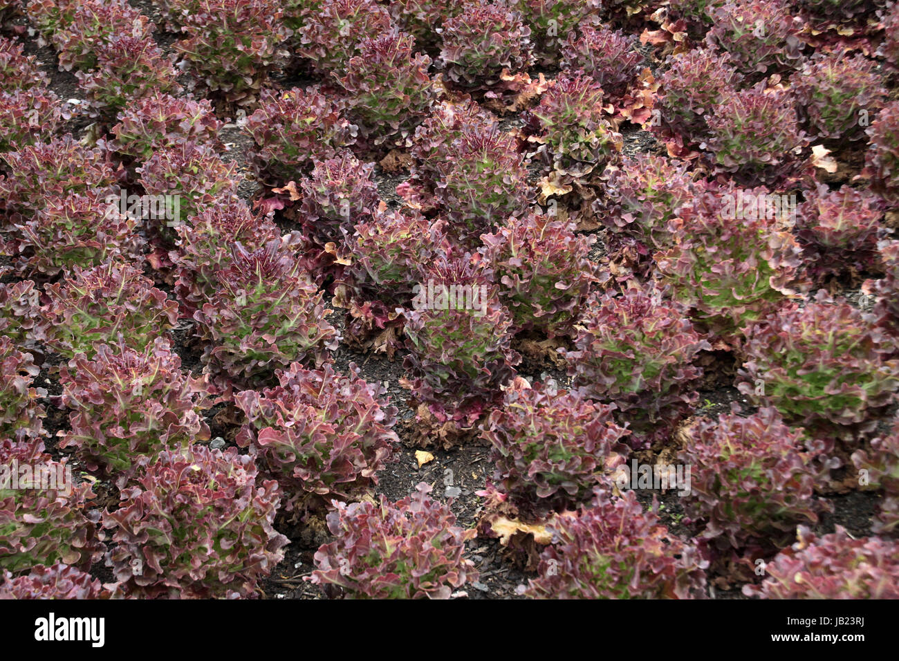 Eichblatt rot hi-res stock photography and images - Alamy