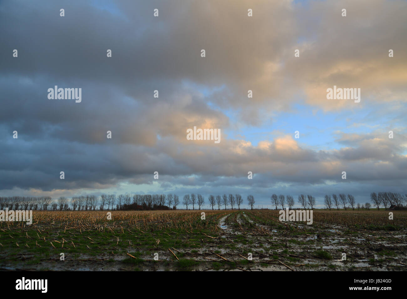 stubble in winter Stock Photo - Alamy