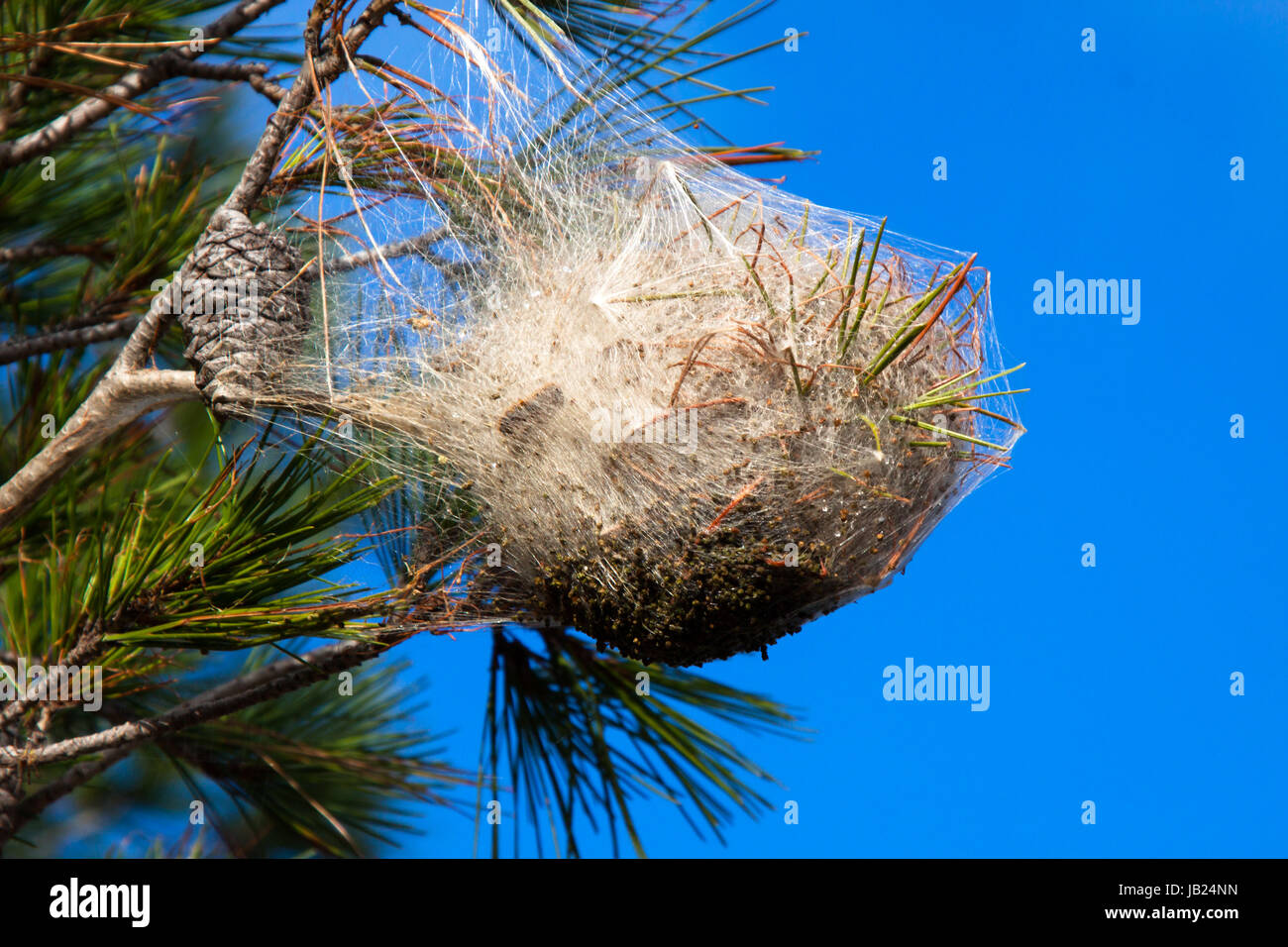 Pine needle infestation hi-res stock photography and images - Alamy