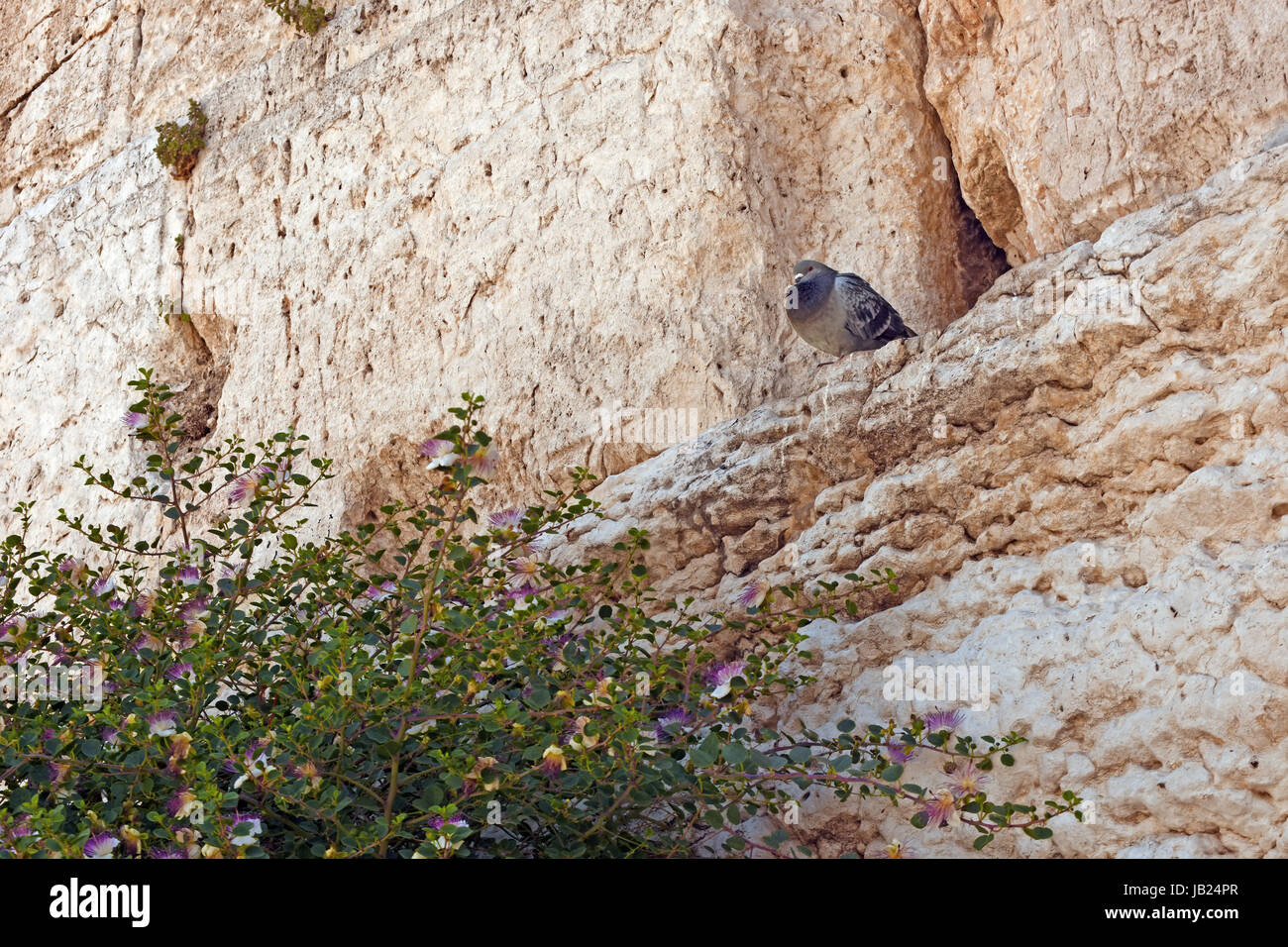 wildlife in the western wall, Jerusalem, Israel Stock Photo - Alamy
