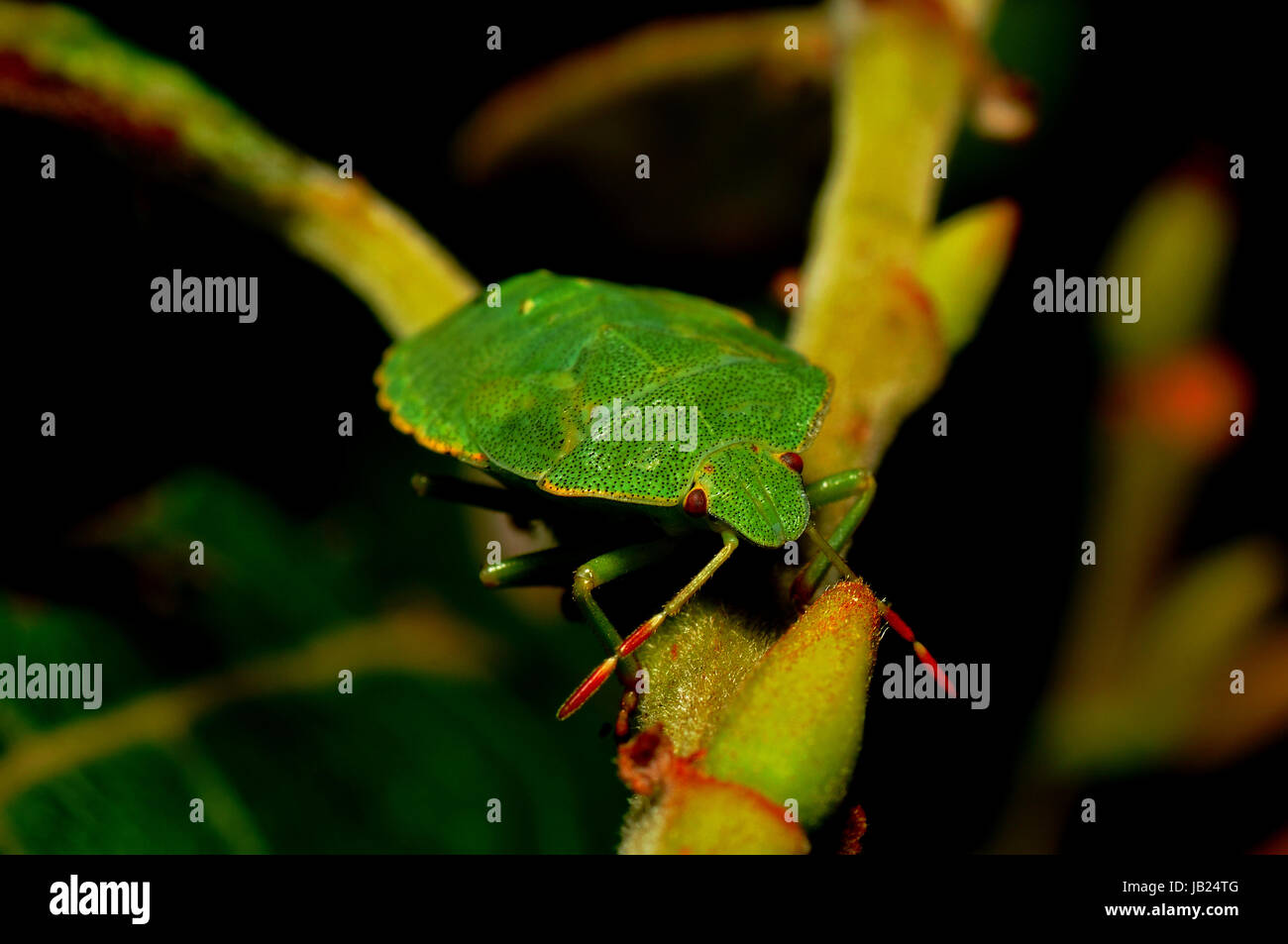 green shield bug Stock Photo - Alamy