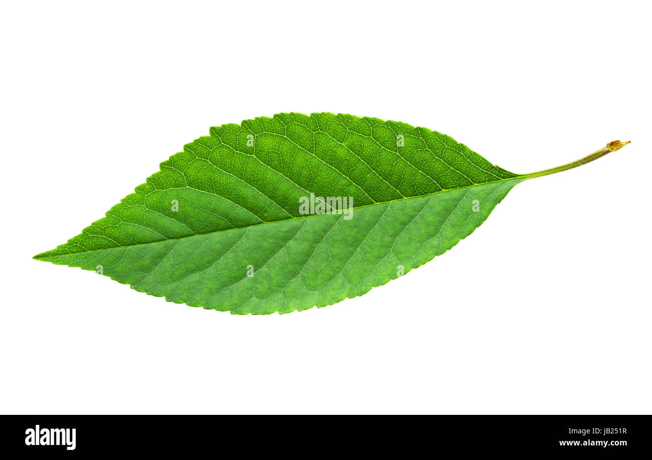 Beautiful macro photo of green leaf, isolated on white background Stock ...