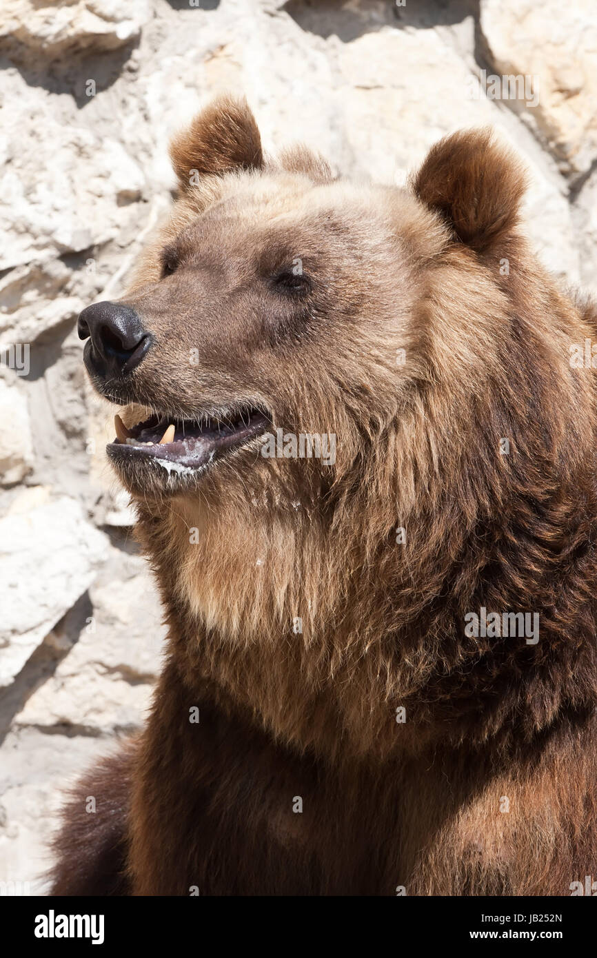 Beautiful photo of big and strong brown Bear in zoo Stock Photo - Alamy