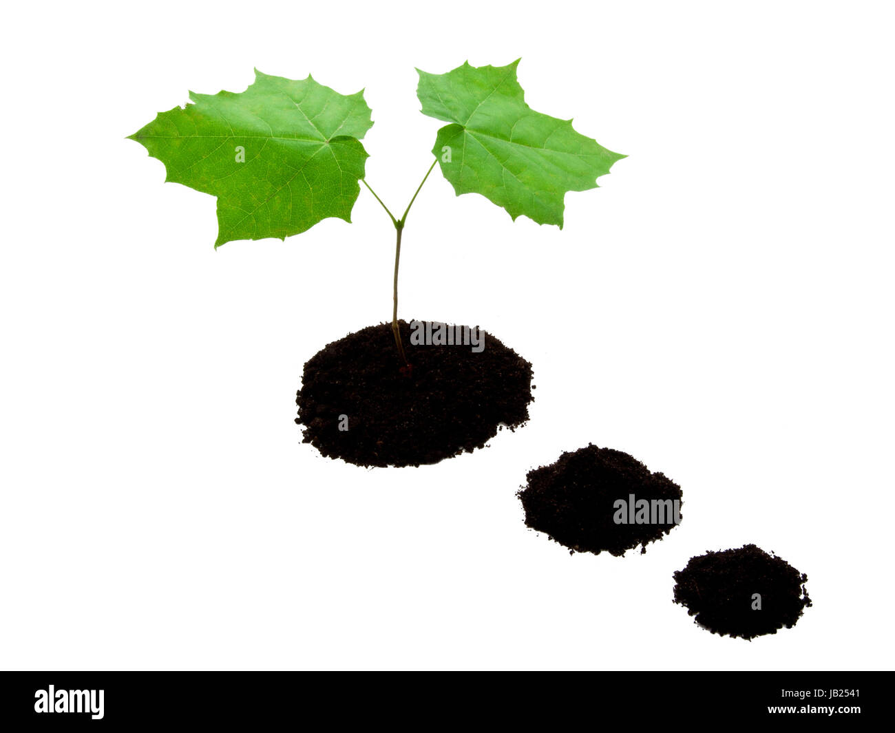 Small young tree isolated on white background Stock Photo - Alamy