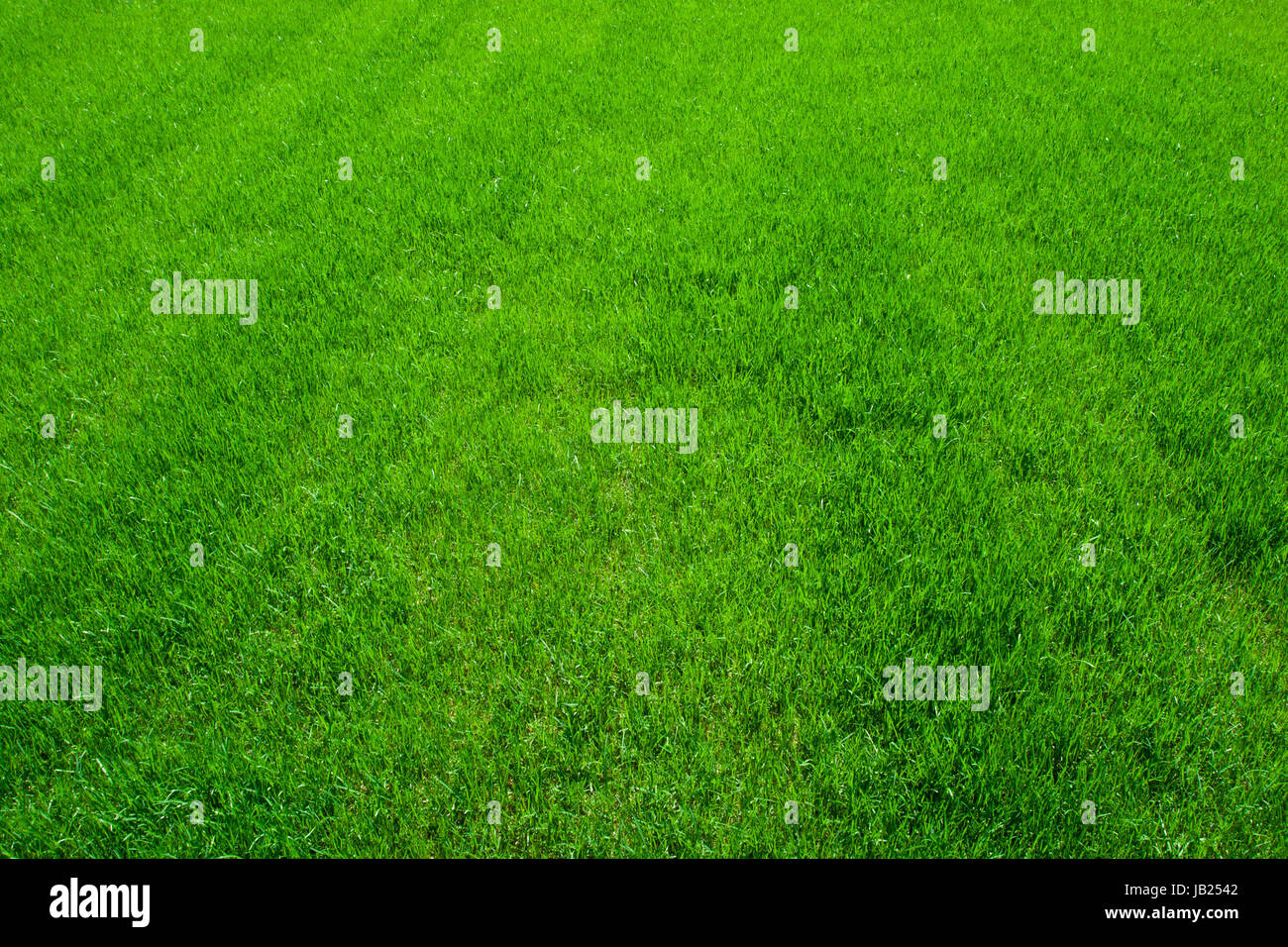 Green lush grass background under bright sunlight Stock Photo - Alamy