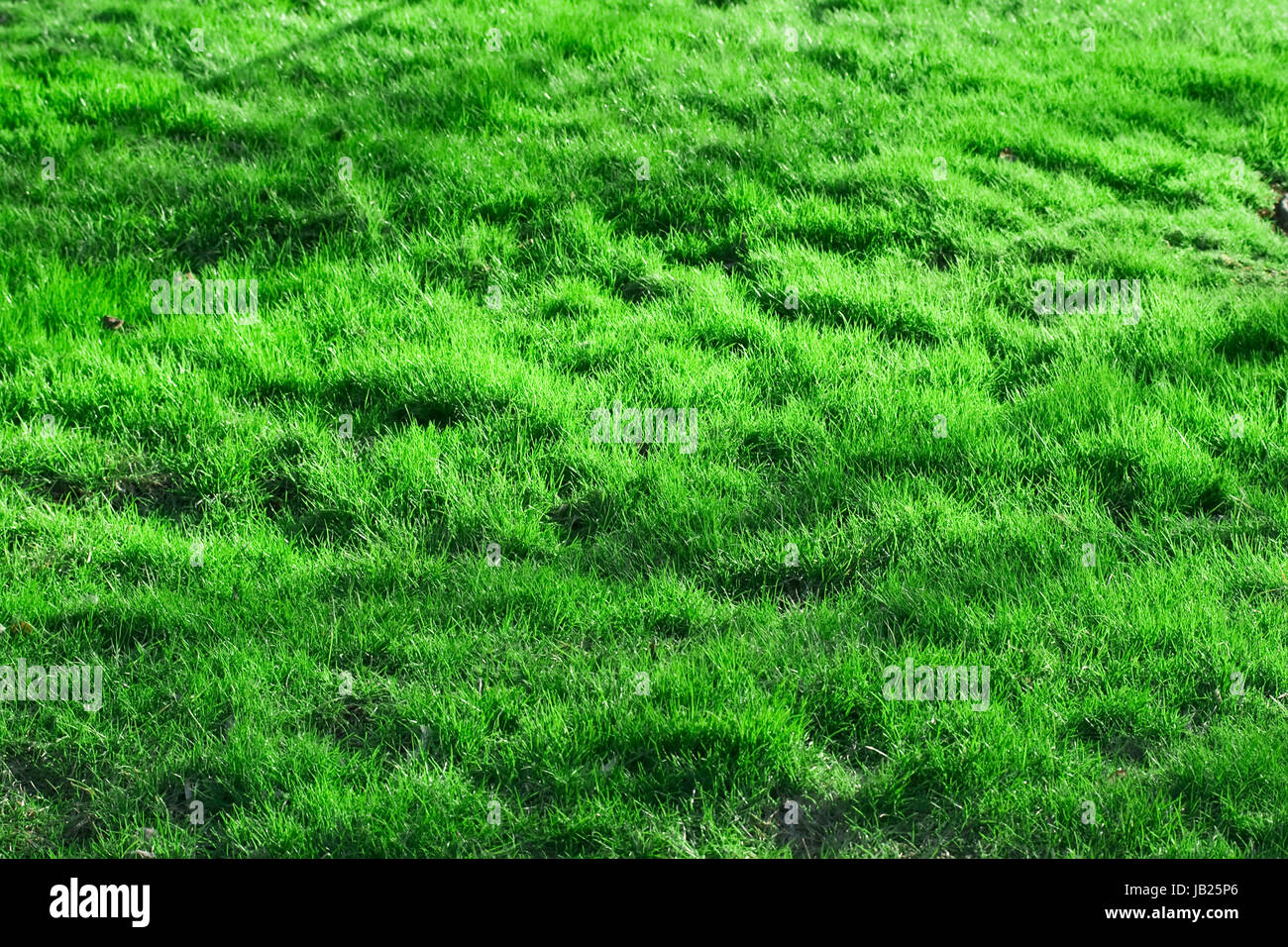 Green spring grass. it can be used as background Stock Photo - Alamy