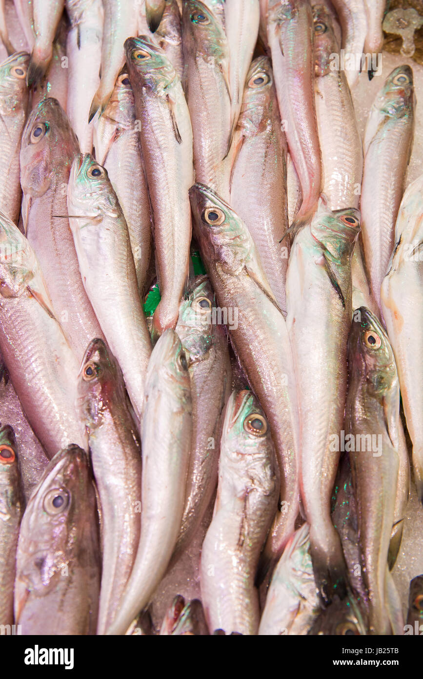 Young hakes hi-res stock photography and images - Alamy