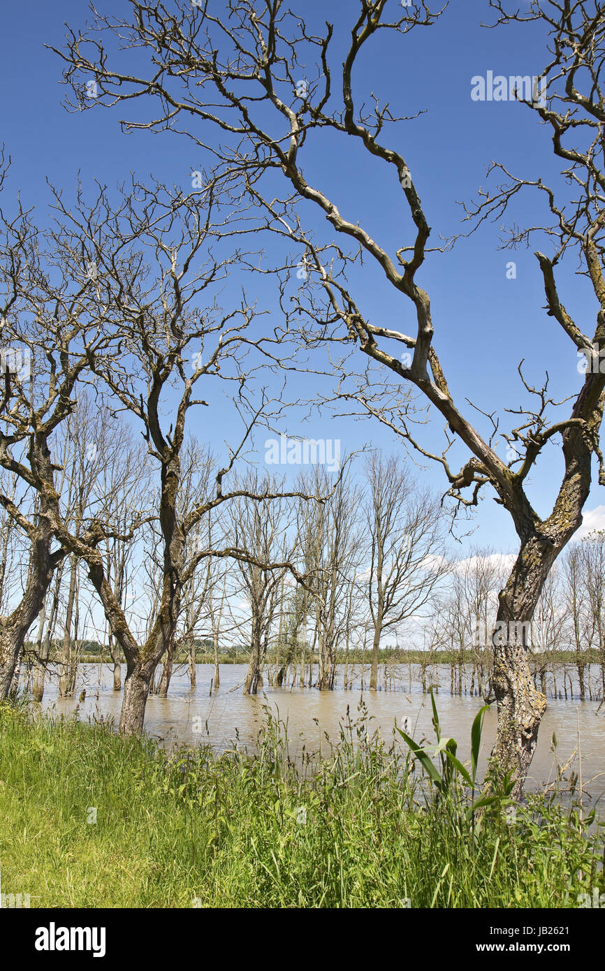 Dead trees drowned in flooded landscape with blue sky - vertical Stock ...