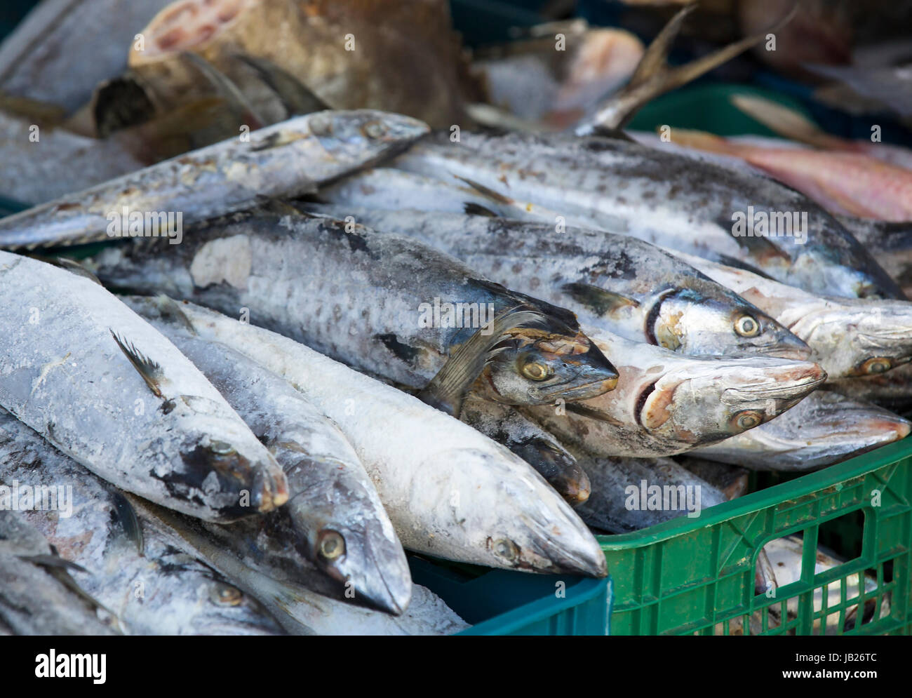 Frozen sea fish mackerel on market perch Stock Photo - Alamy