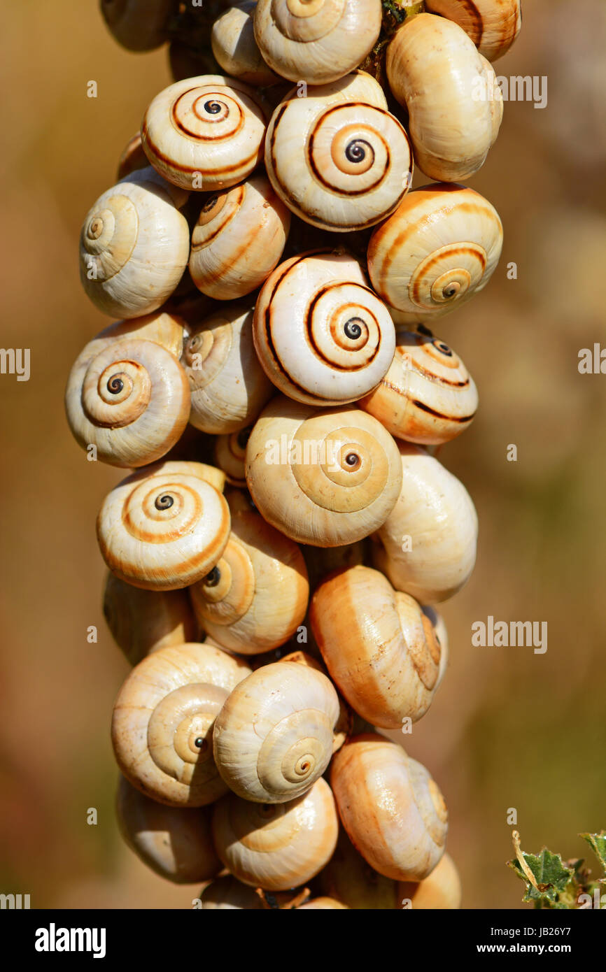 Hot weather snails hi-res stock photography and images - Alamy
