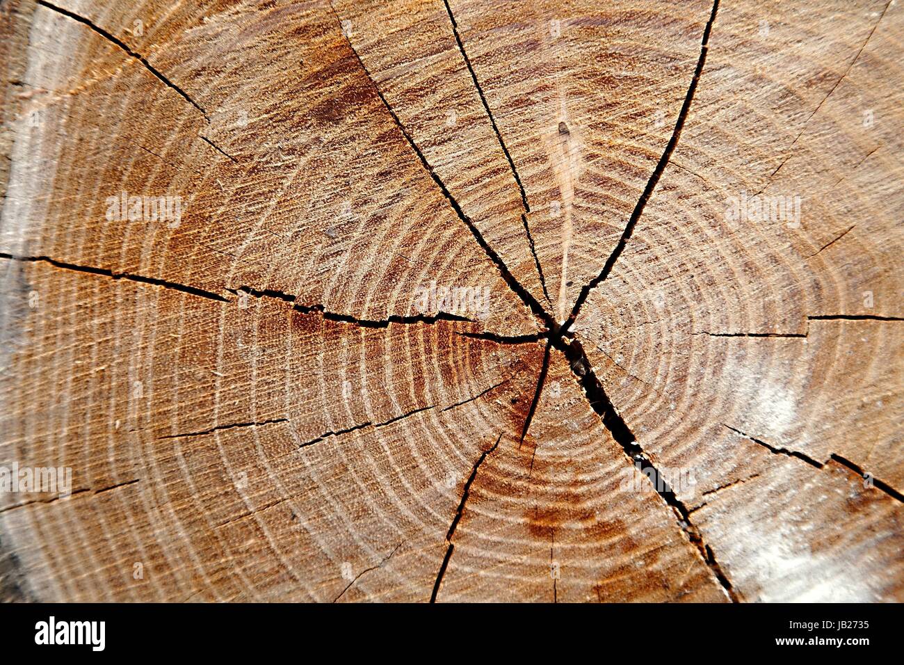 Old tree trunk texture, very detailed Stock Photo - Alamy