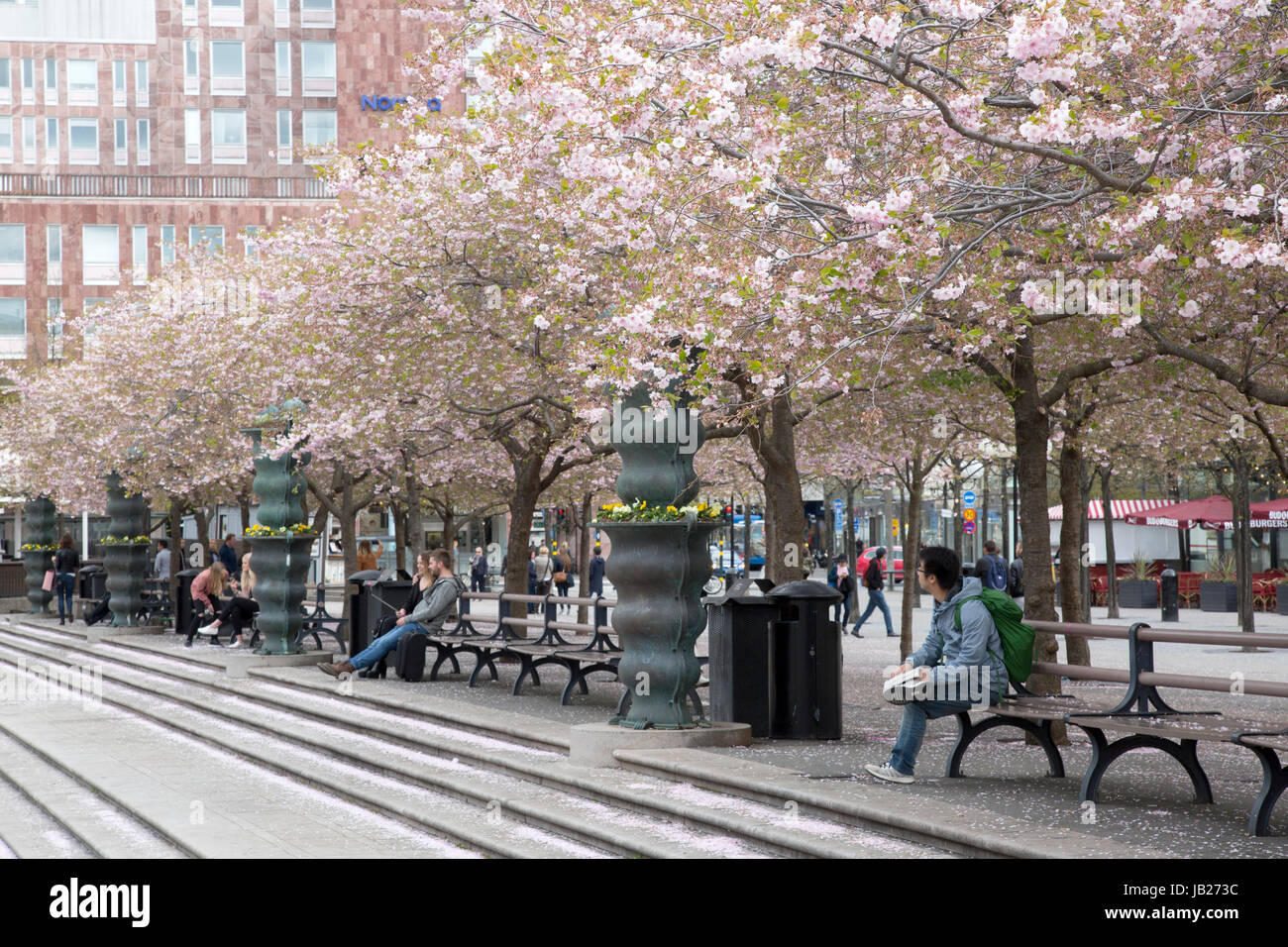 Blossom Trees, King’s Garden - Kungstradgarden, Stockholm; Sweden Stock ...