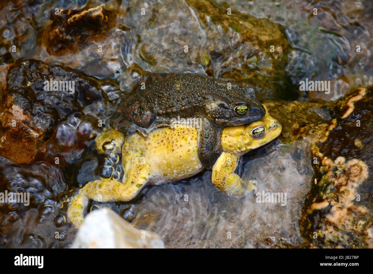 Reproduction of common toads hi-res stock photography and images - Alamy