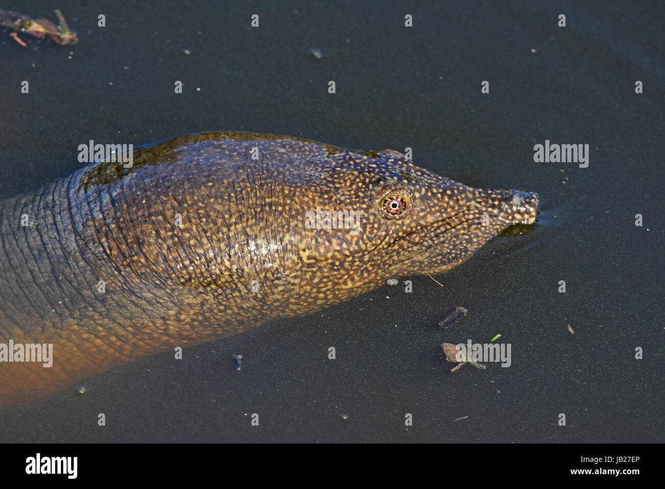 African softshell turtle hi-res stock photography and images - Alamy