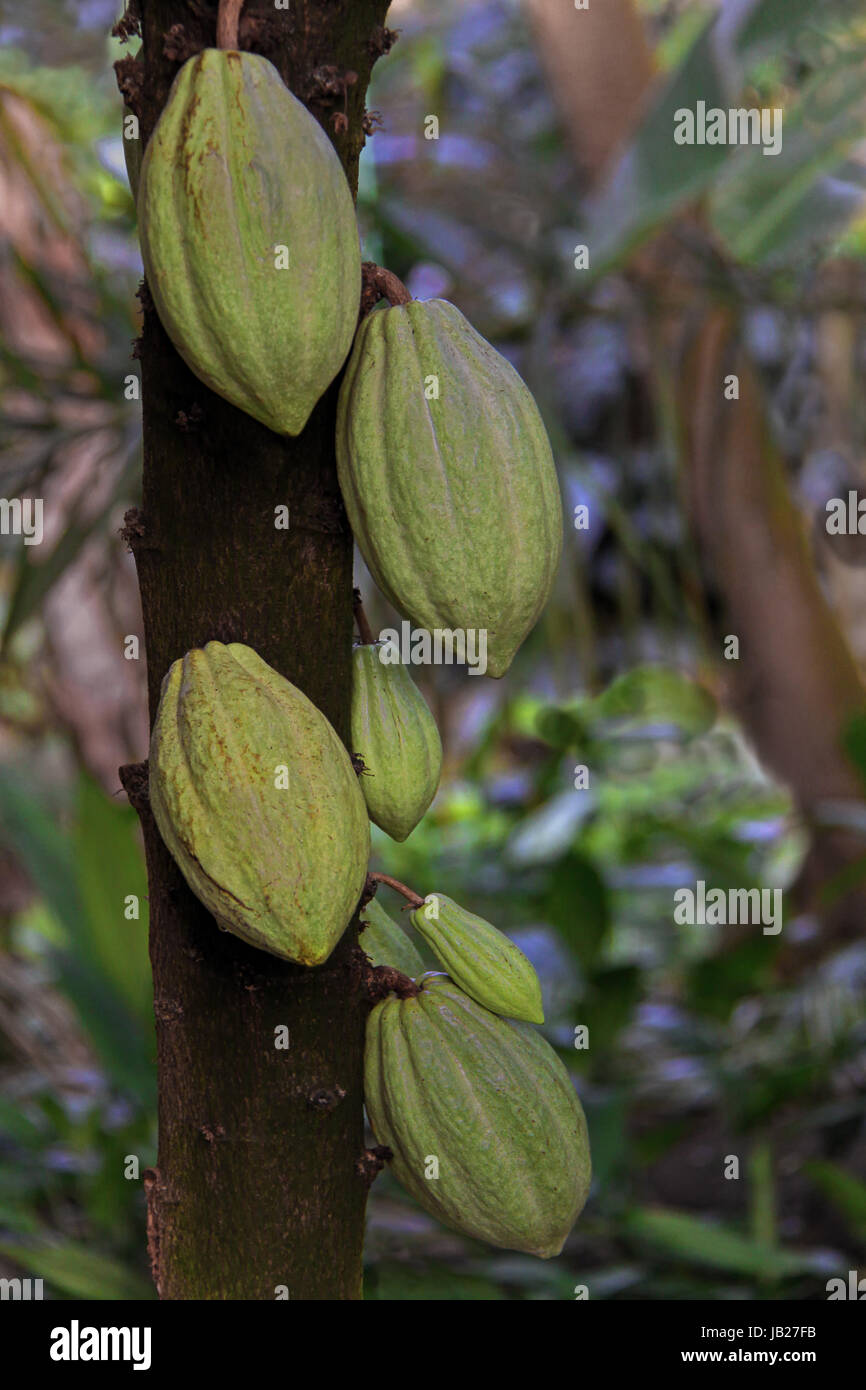 cocoa tree theobroma cacao Stock Photo - Alamy