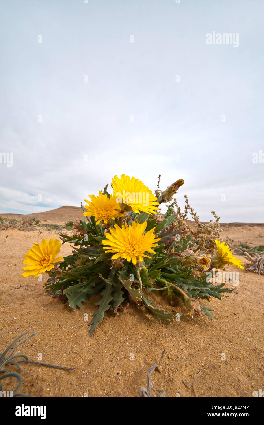 Yellow flowers in the dunes Stock Photo - Alamy