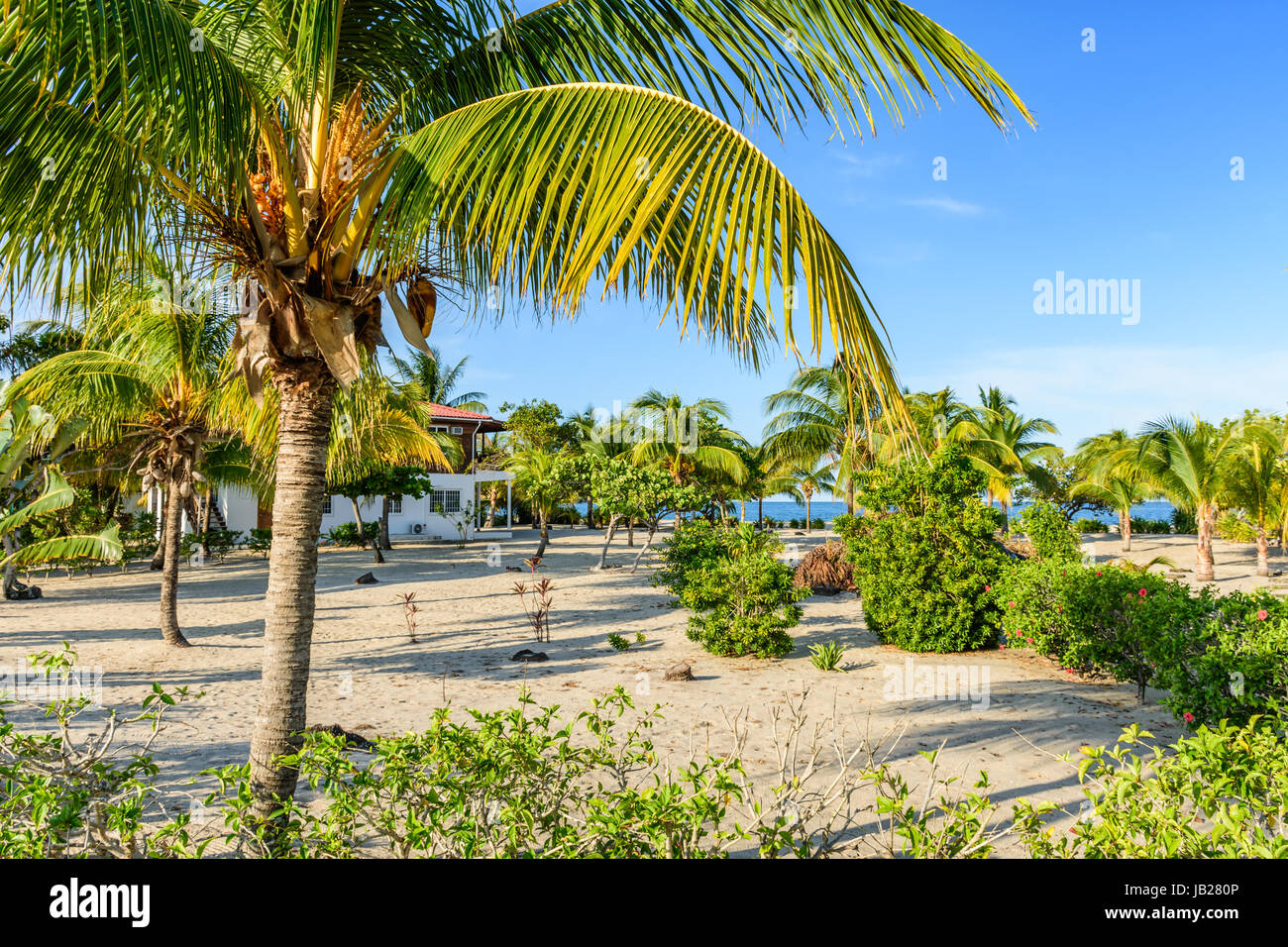 Coconut palm tree belize hi-res stock photography and images - Alamy