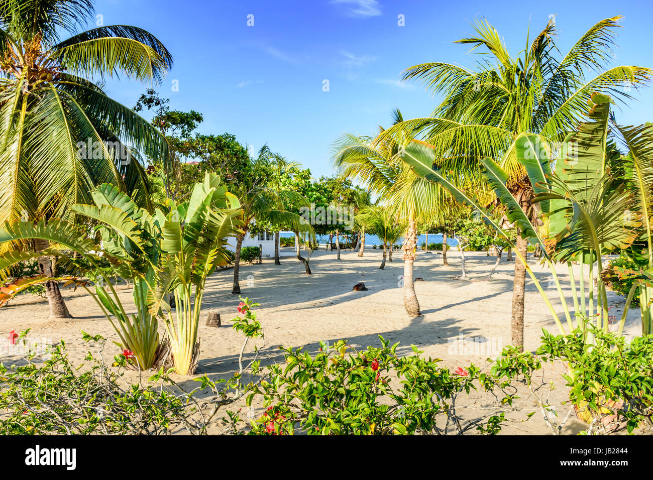 Coconut palms & banana trees by house on Caribbean beach in Belize ...
