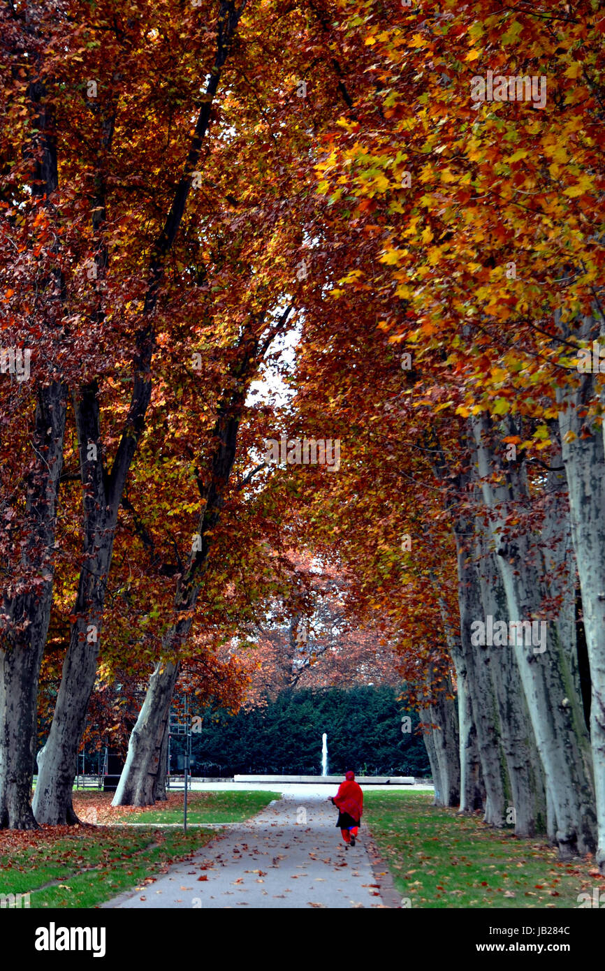 Sycamore hedge hi-res stock photography and images - Alamy