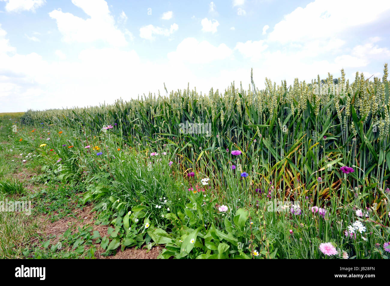 Corn meters hi-res stock photography and images - Alamy