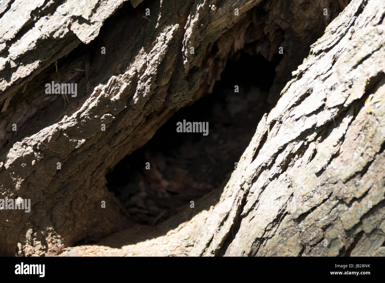Tree hollow hi-res stock photography and images - Alamy