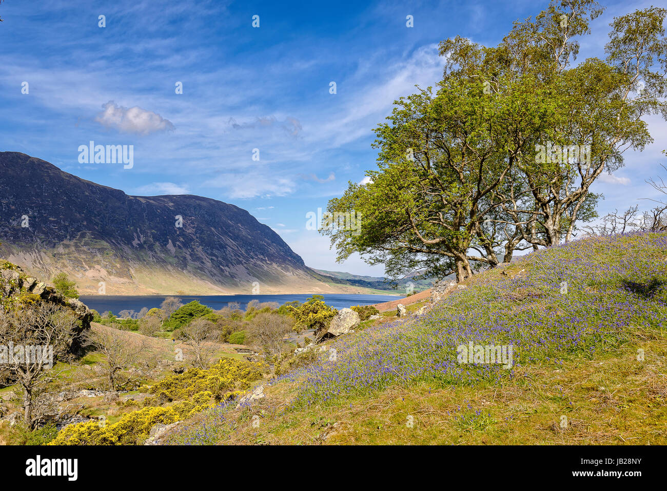 View across Crummock Water from the Rannerdale Valley in bluebell ...