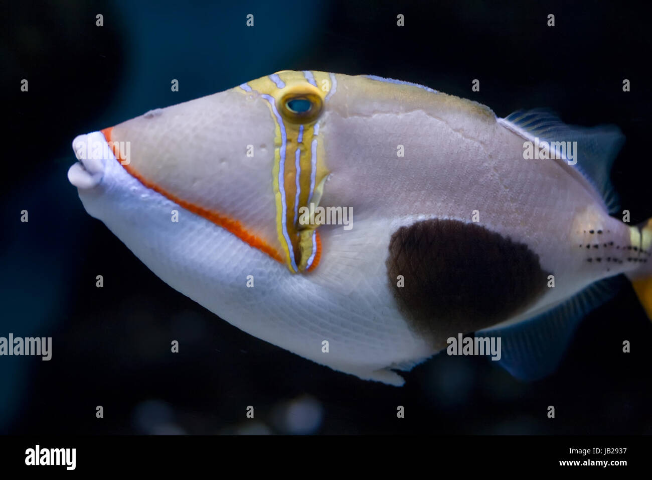 Strange exotic fish with huge nose Stock Photo - Alamy