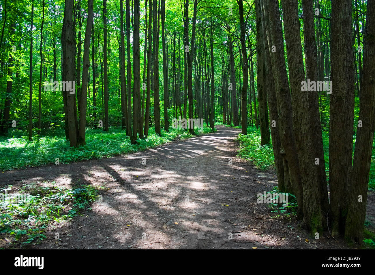 A road in Bitsa Park, Moscow Stock Photo - Alamy