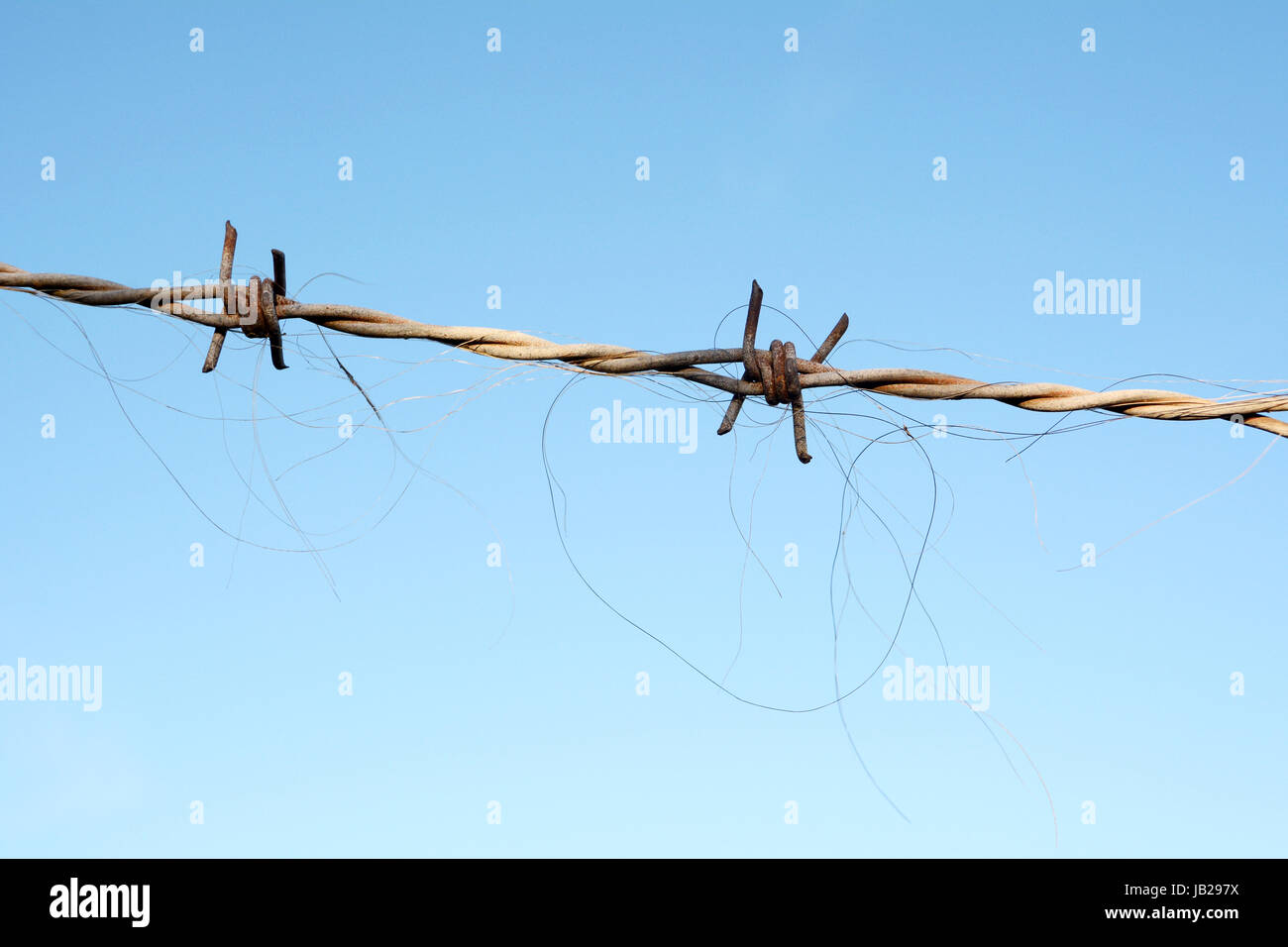 Closeup of delicate horse hair trapped in rough barbed wire, against a ...