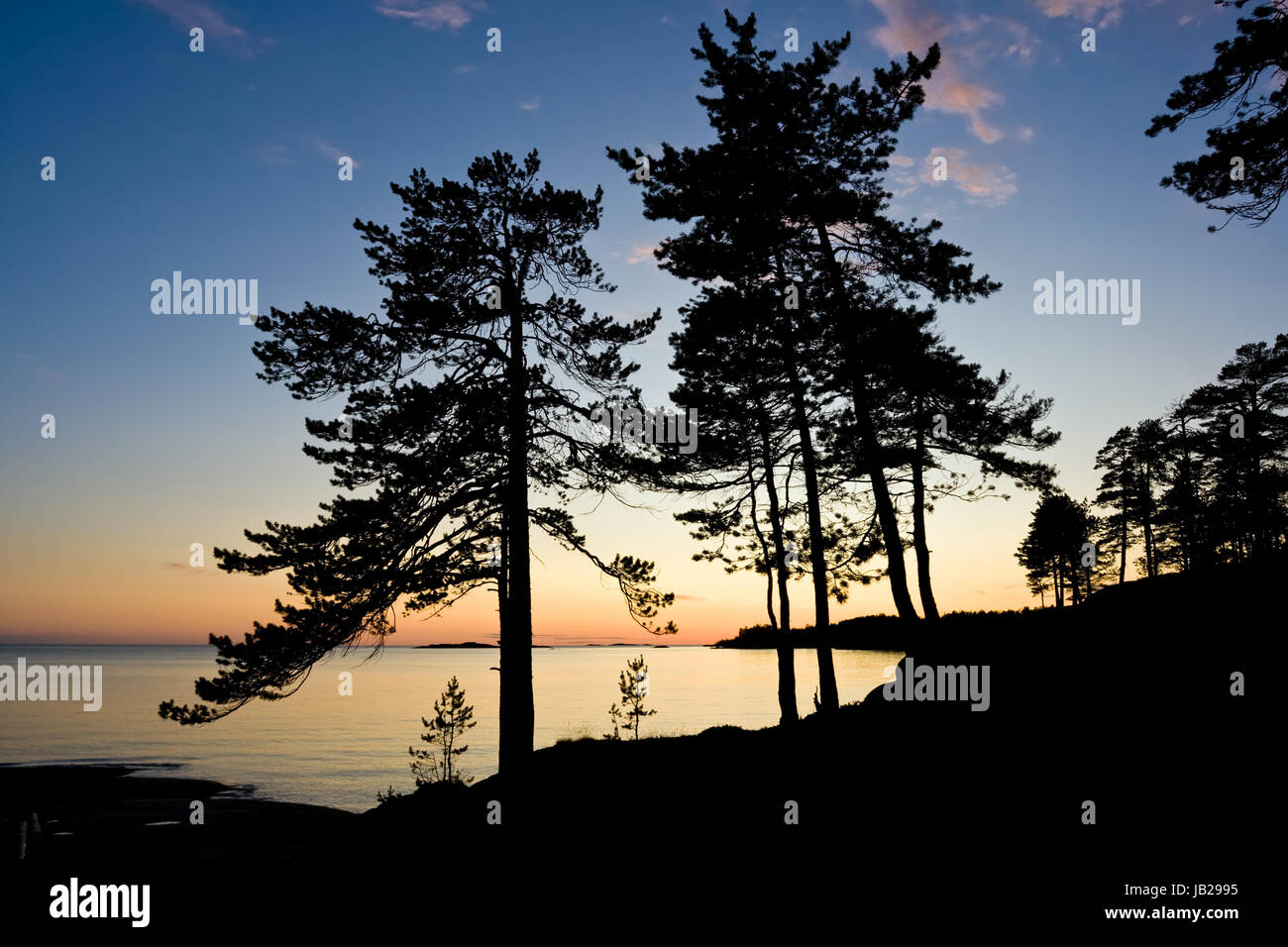 Pines at sunset Stock Photo - Alamy