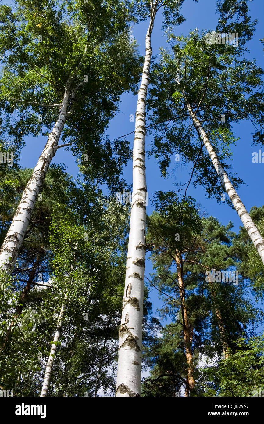 Green forest with high trees Stock Photo - Alamy