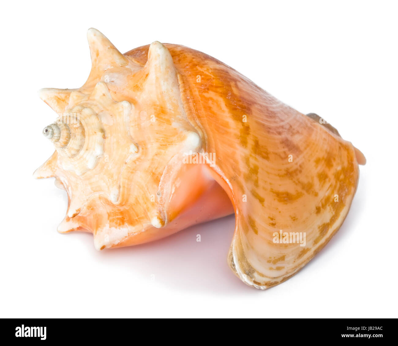 Sea shell on white background Stock Photo - Alamy