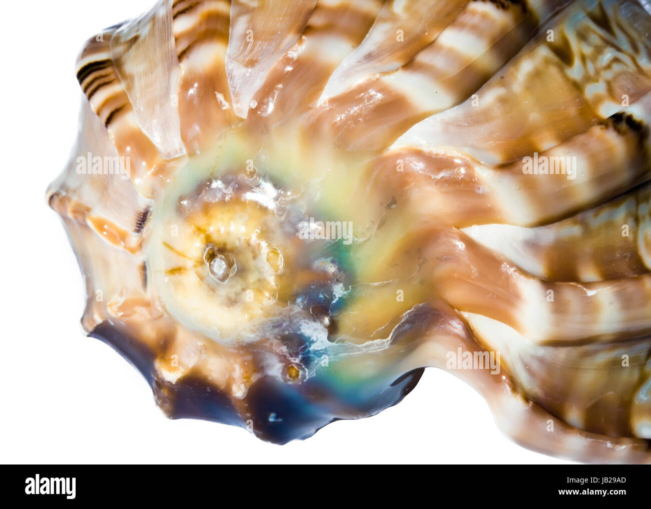 Sea shell on white background Stock Photo - Alamy