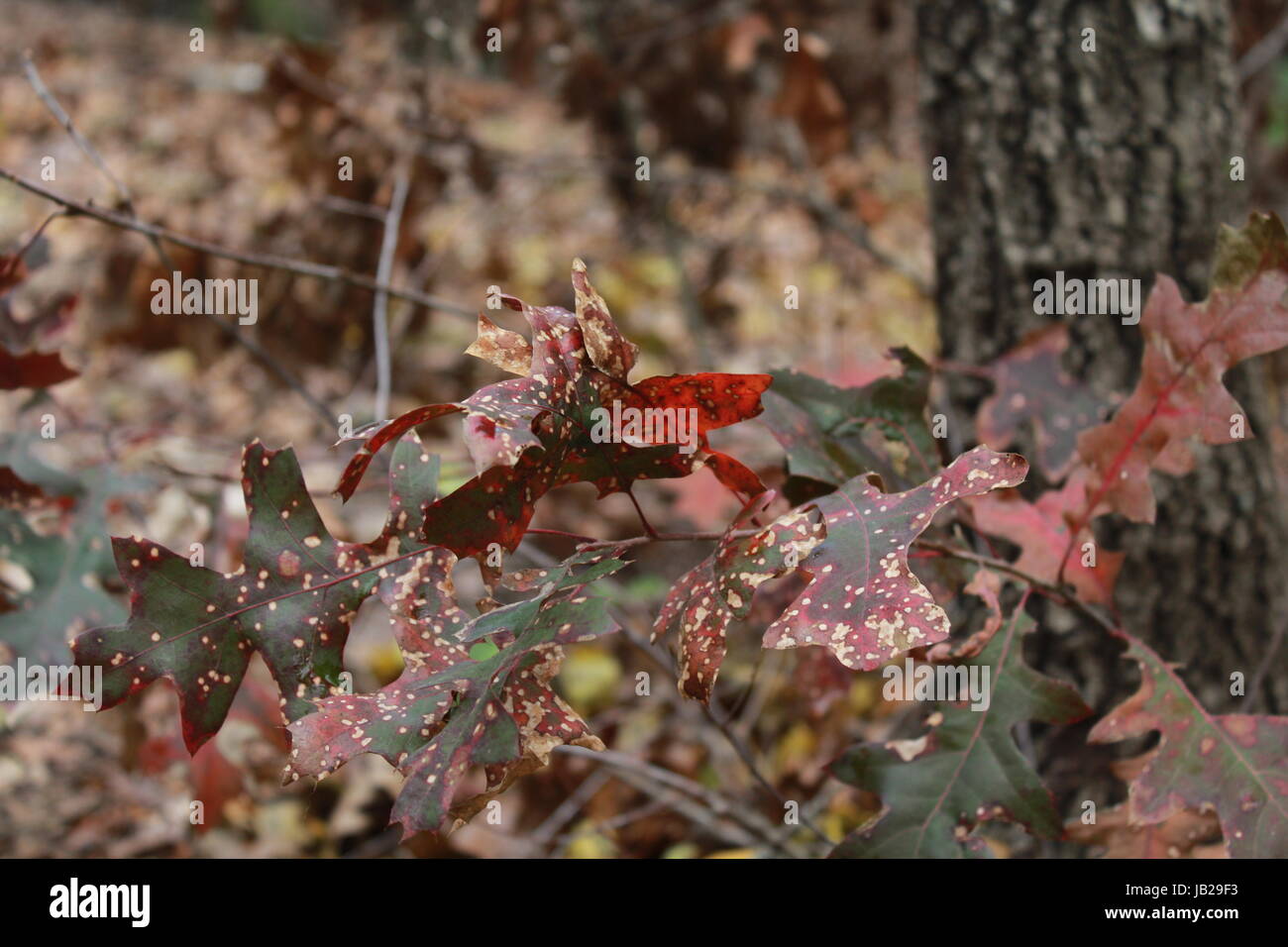 Bur oak quercus macrocarpa plant hi-res stock photography and images ...