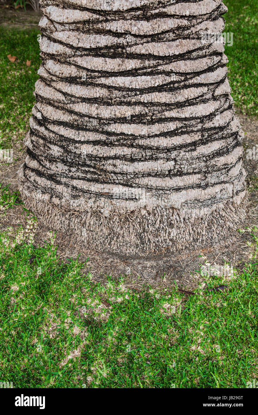 Palm tree trunk background Stock Photo - Alamy