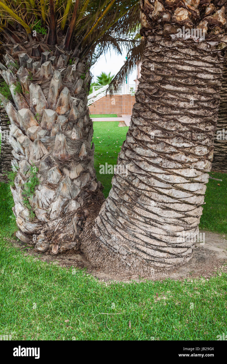 Palm tree trunk background Stock Photo - Alamy