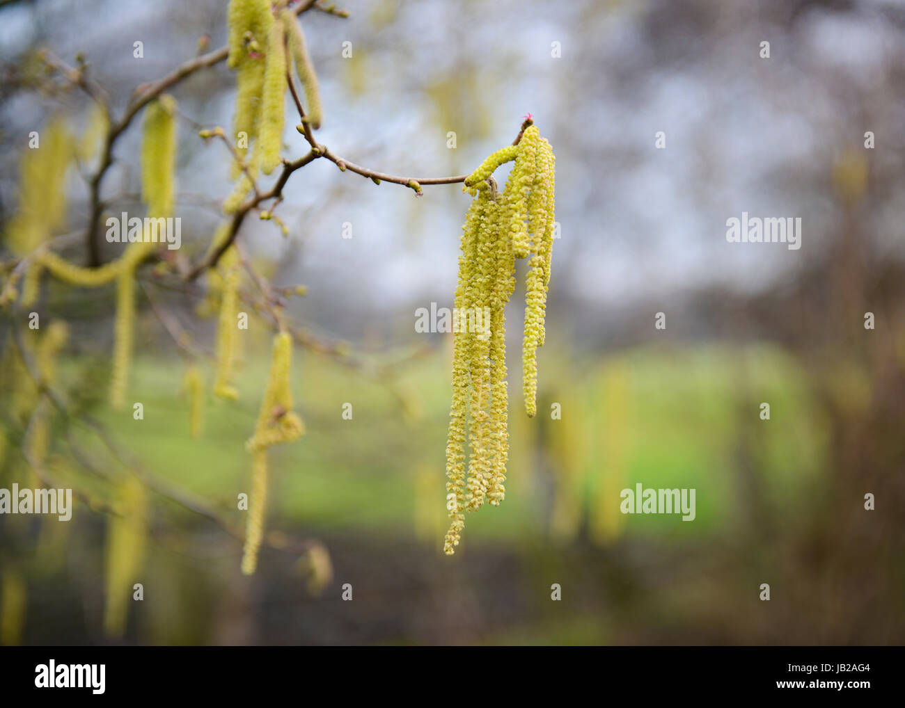 Apetalous flower hi-res stock photography and images - Alamy