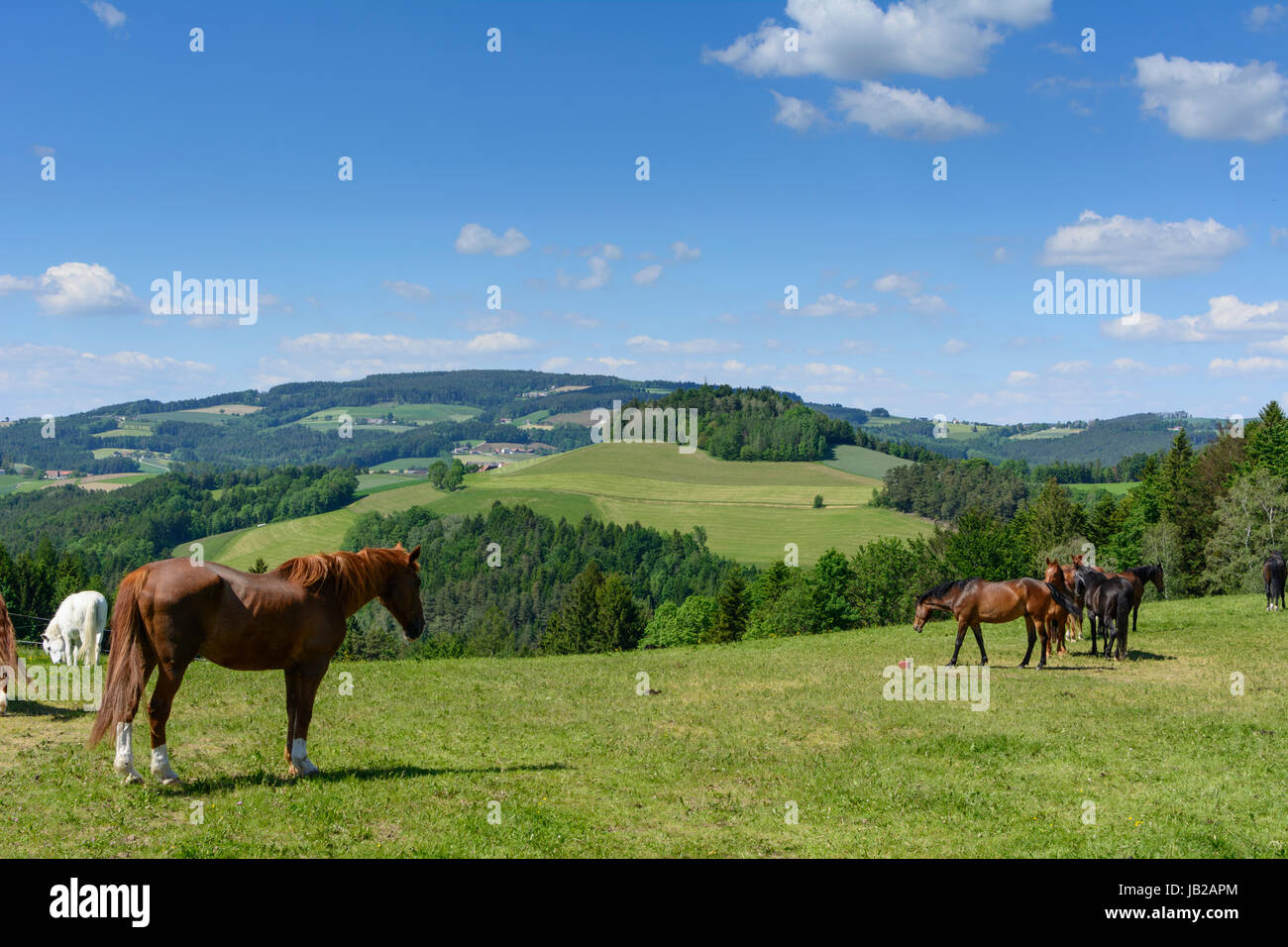 horses, meadow, Bucklige Welt, Krumbach, Wiener Alpen, Alps ...