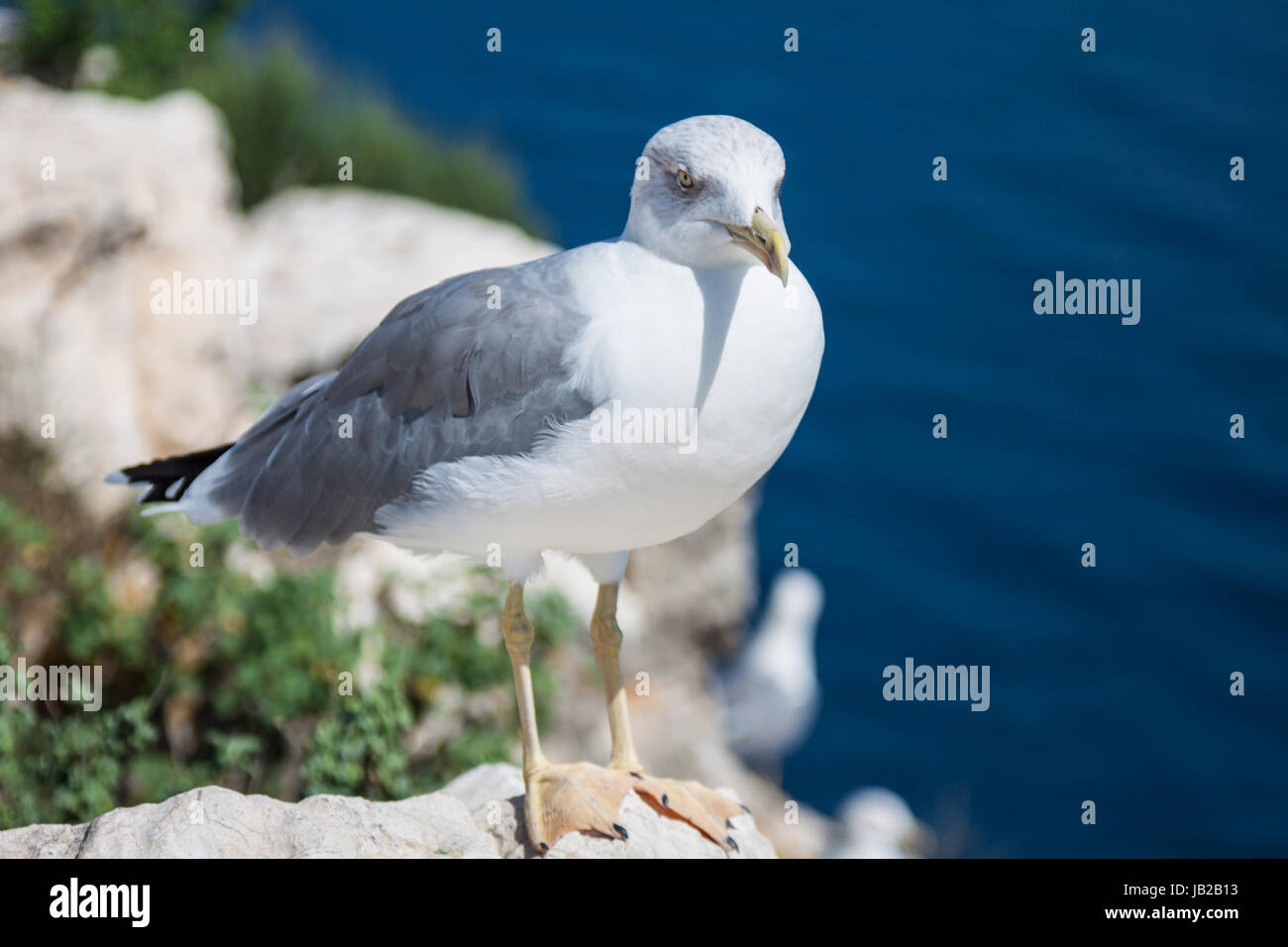 one seagull side view Stock Photo - Alamy