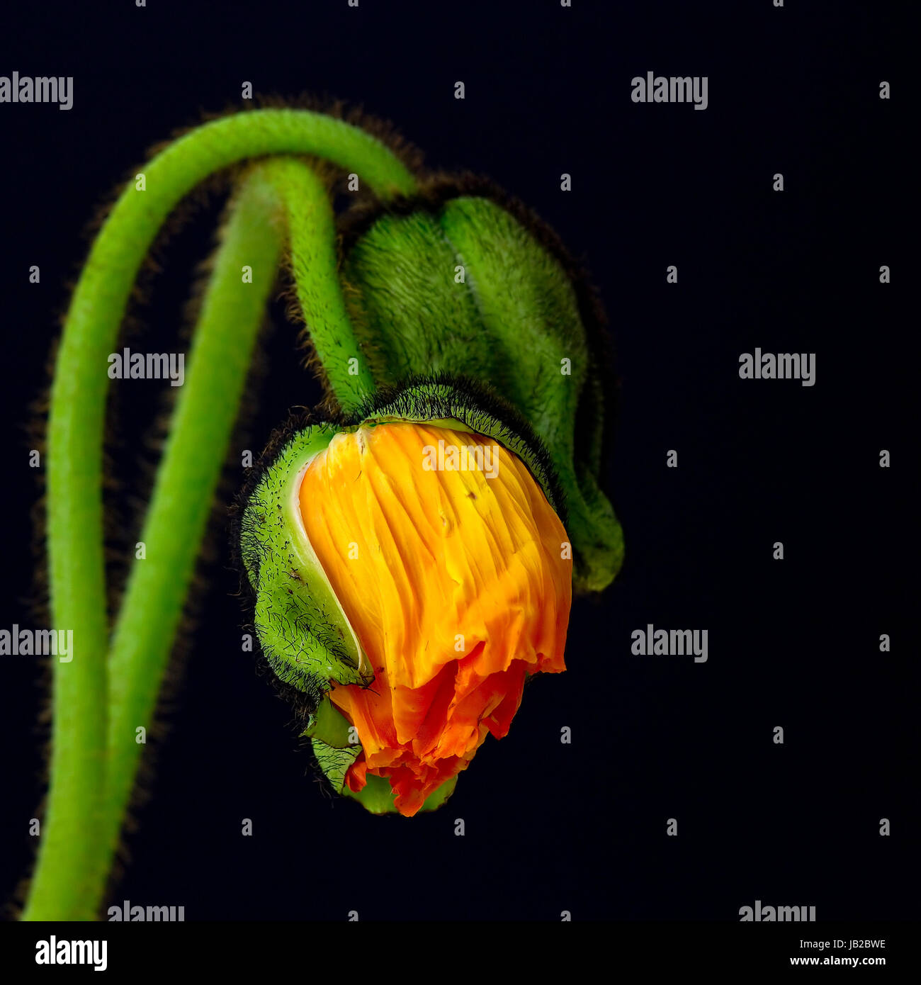two buds of poppy Stock Photo - Alamy