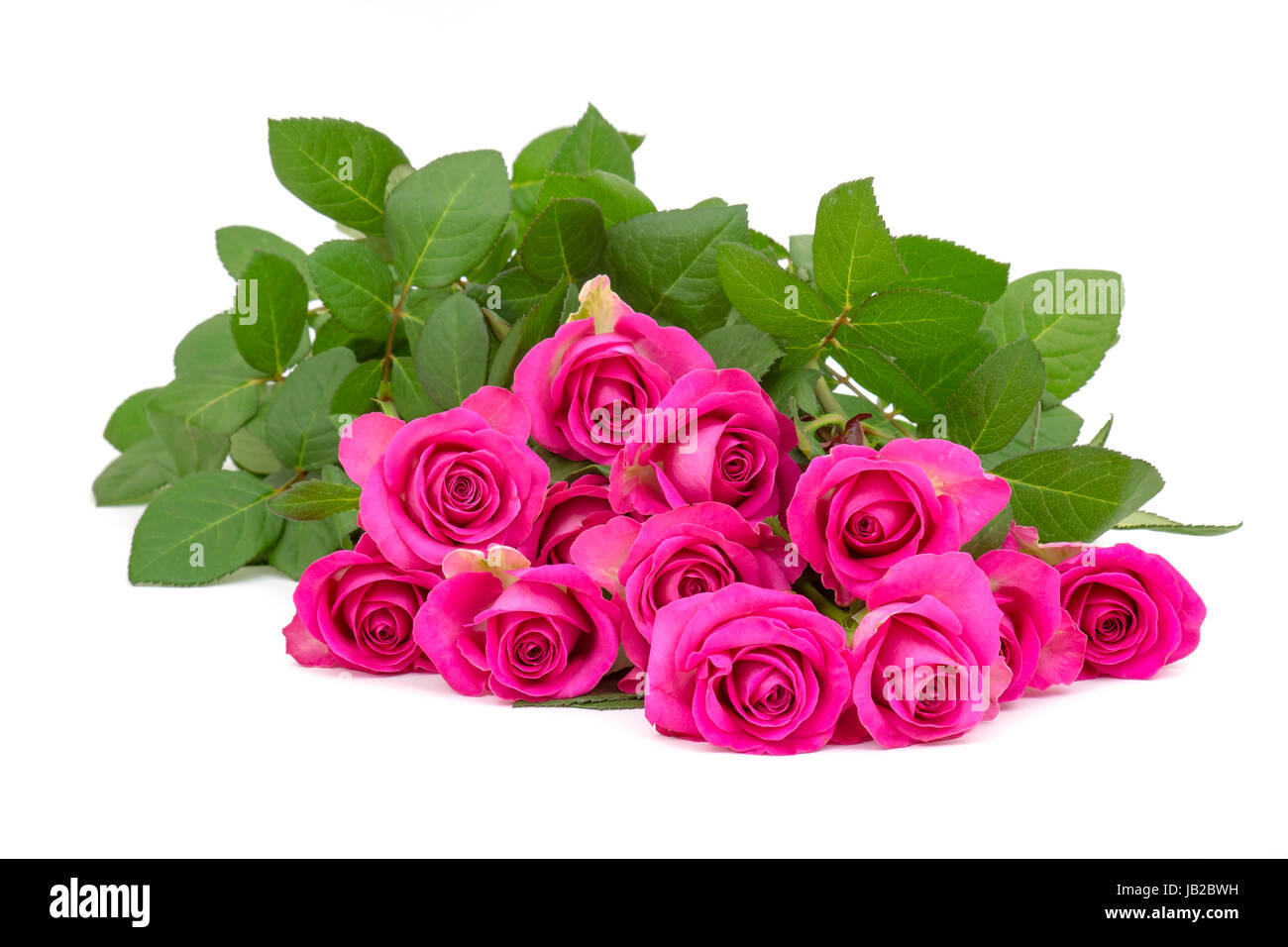 pink roses on white background Stock Photo - Alamy
