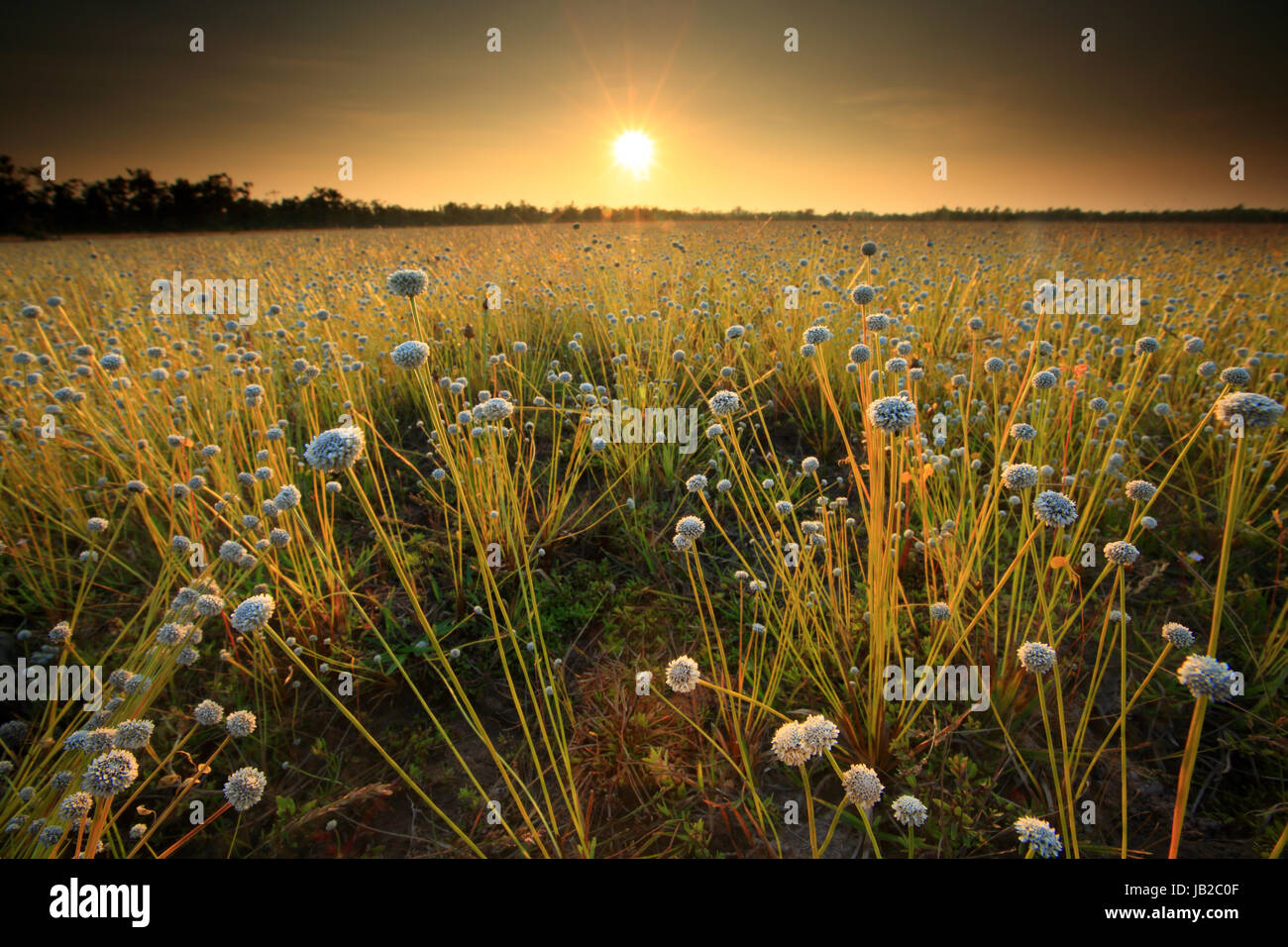 Flower field before sunset. field of flowers Thailand Stock Photo - Alamy