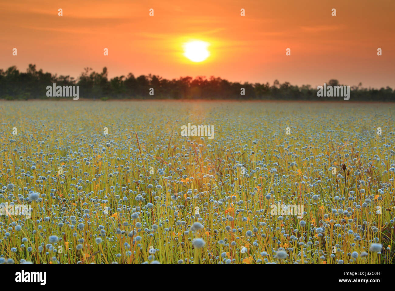 Flower field before sunset. field of flowers Thailand Stock Photo - Alamy