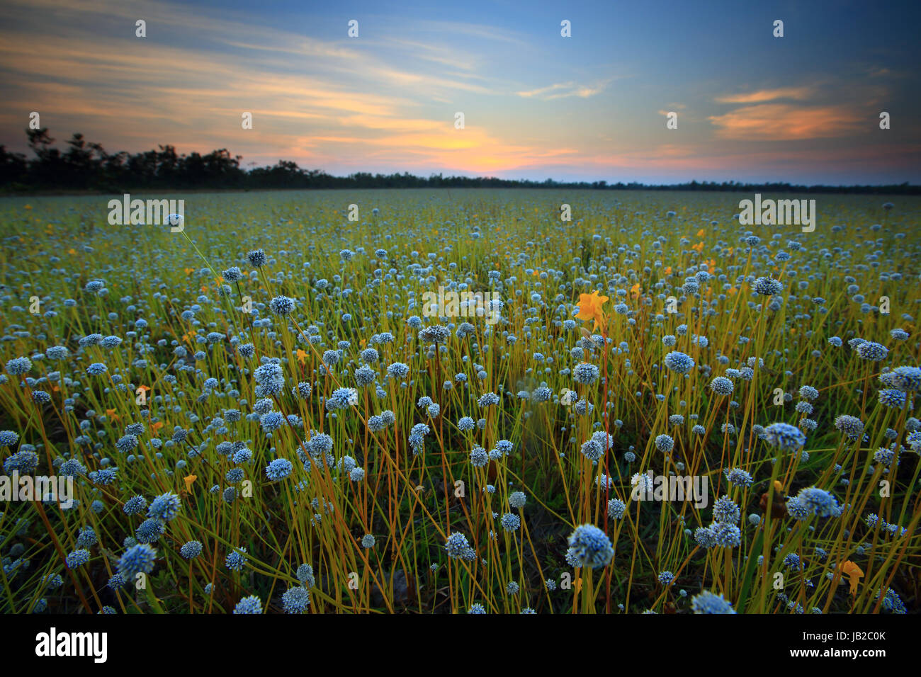 Flower field before sunset. field of flowers Thailand Stock Photo - Alamy