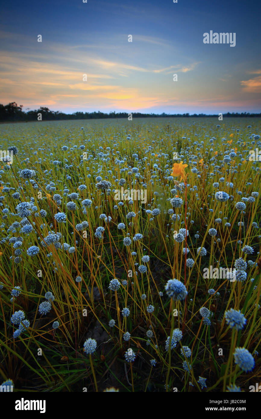 Flower field before sunset. field of flowers Thailand Stock Photo - Alamy