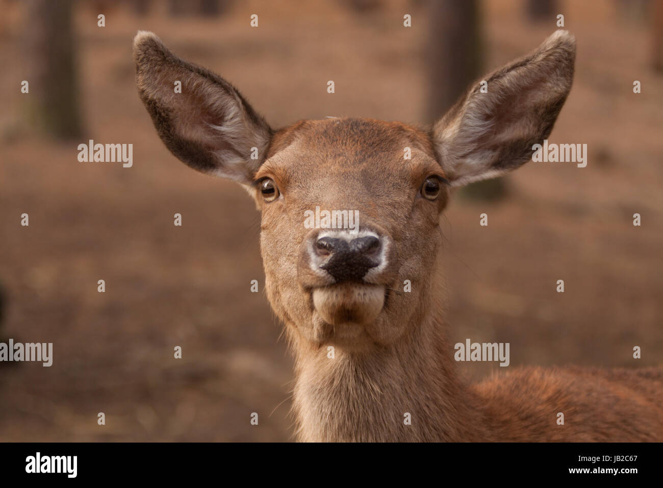 Damhirschkuh hi-res stock photography and images - Alamy
