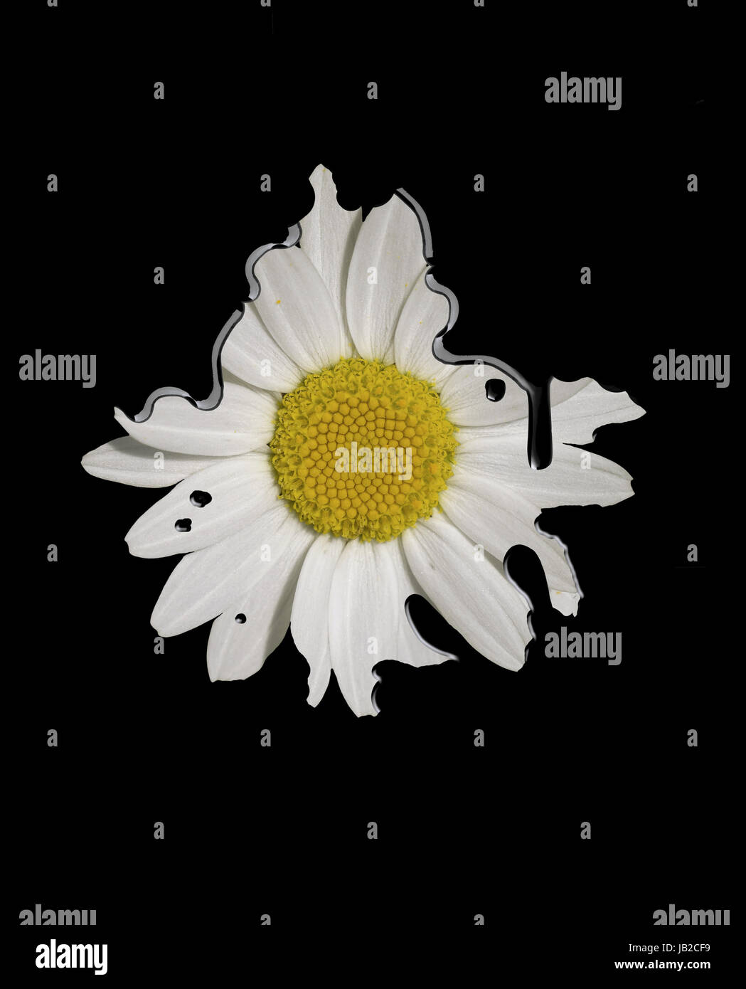 one dirty daisy in black dripping background Stock Photo - Alamy