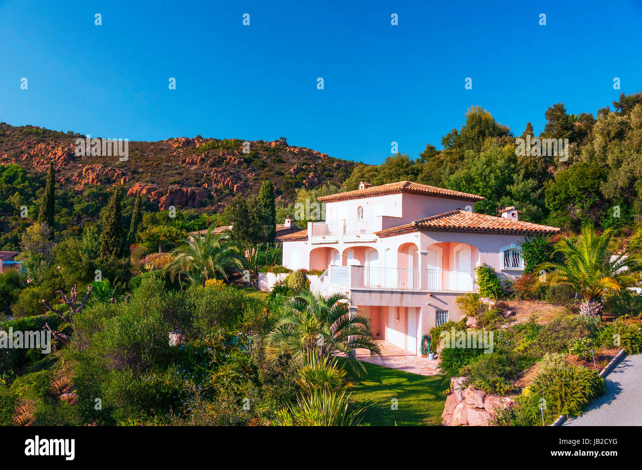 bush palm tree Stock Photo - Alamy