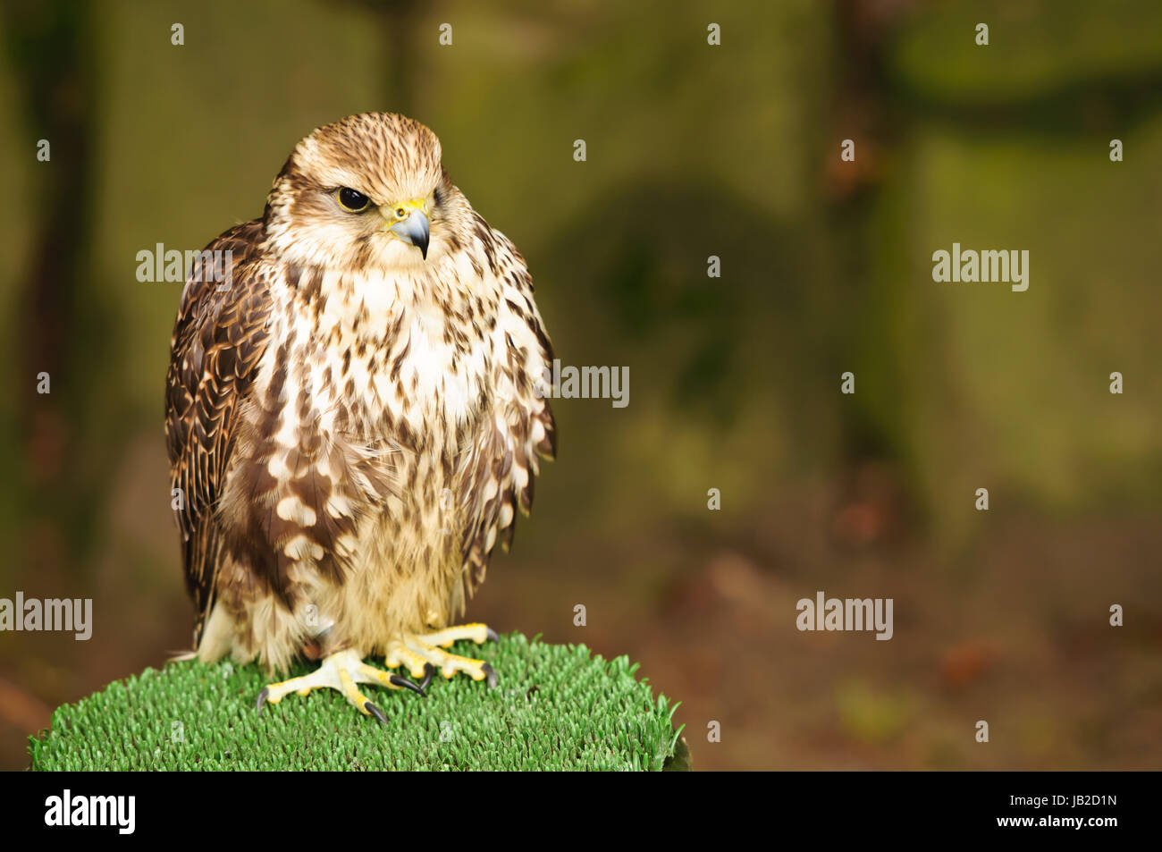 young brown falcon sitting on a support Stock Photo - Alamy